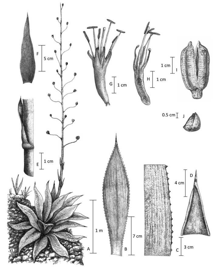 Agave guadarramae (Asparagaceae: Agavoideae), una especie nueva del ...