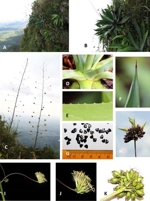 Agave guadarramae (Asparagaceae: Agavoideae), una especie nueva del ...