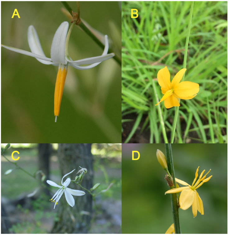 Biogeographic analysis of the American genus Echeandia (Agavoideae ...