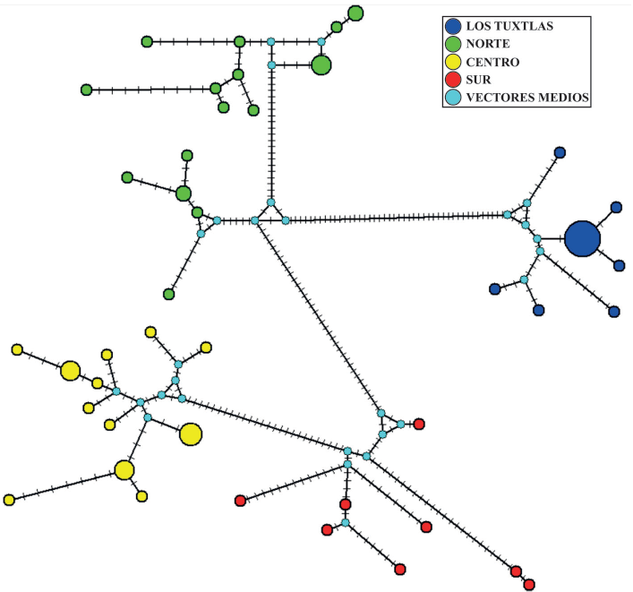Divergencia genética en musarañas (Mammalia: Soricidae) de los bosques ...