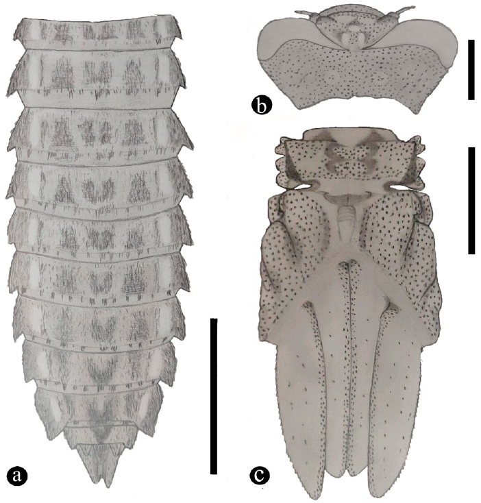 Descripción del último estadio larval de Phyllopetalia apicalis ...