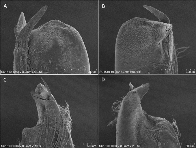 New species of crayfish of the genus Procambarus, and notes on ...