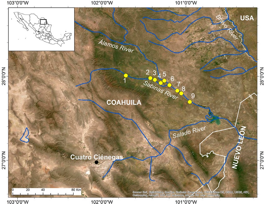 The Sabinas River basin in Coahuila, a new hotspot of molluscan ...