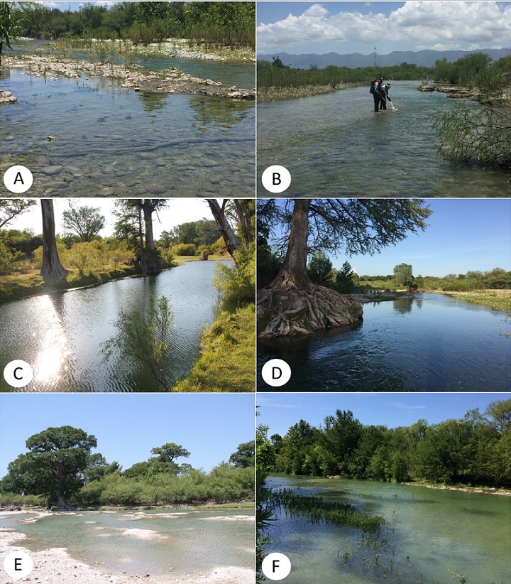 The Sabinas River basin in Coahuila, a new hotspot of molluscan ...