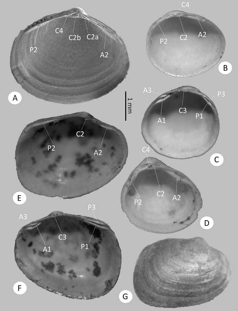 The Sabinas River basin in Coahuila, a new hotspot of molluscan ...