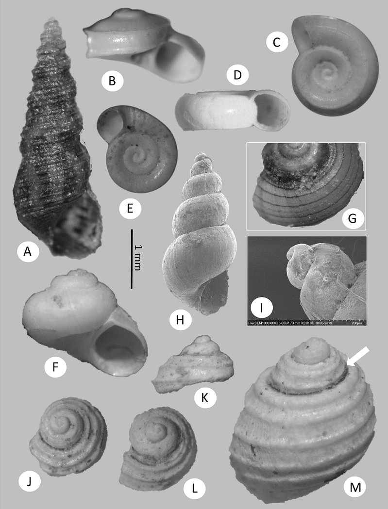 The Sabinas River basin in Coahuila, a new hotspot of molluscan ...