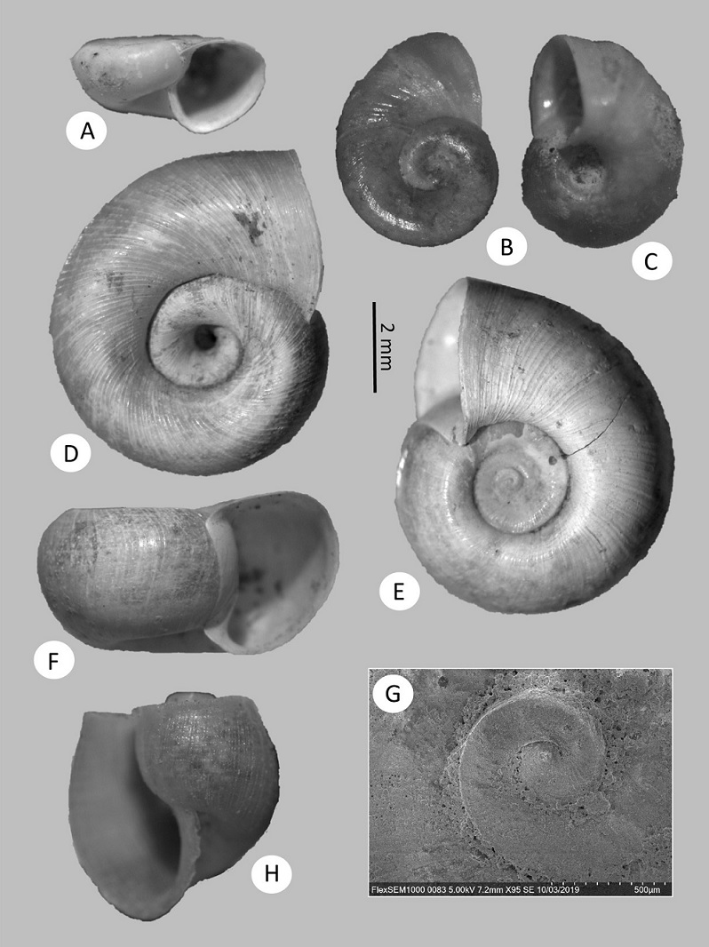 The Sabinas River basin in Coahuila, a new hotspot of molluscan ...