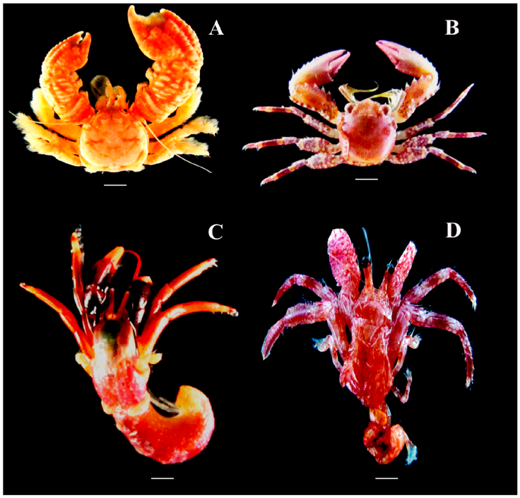 A first report of decapod crustaceans (Anomura and Brachyura) from Laje ...