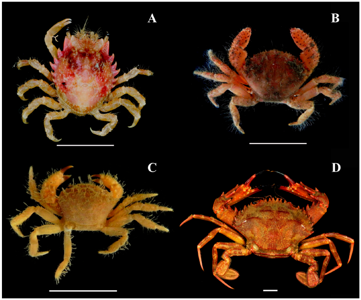 A first report of decapod crustaceans (Anomura and Brachyura) from Laje ...