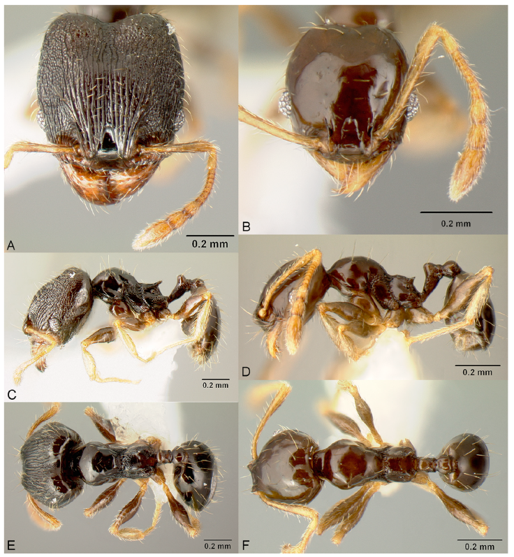 The genus Pheidole (Hymenoptera: Formicidae: Myrmicinae) in Puebla, Mexico