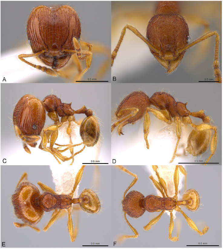 The genus Pheidole (Hymenoptera: Formicidae: Myrmicinae) in Puebla, Mexico