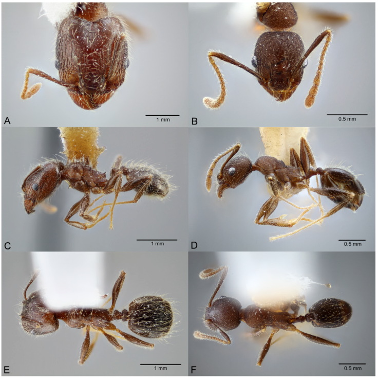 The genus Pheidole (Hymenoptera: Formicidae: Myrmicinae) in Puebla, Mexico