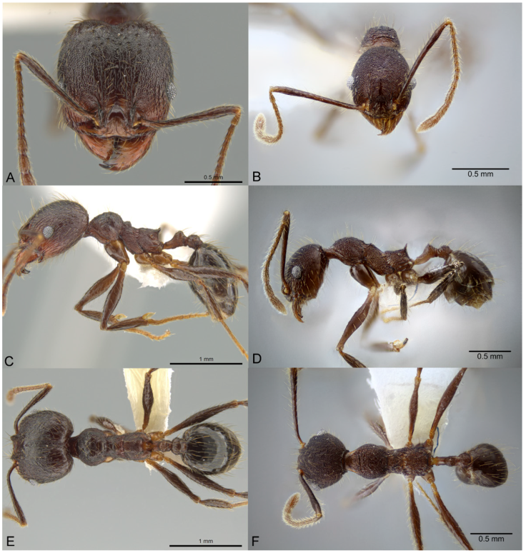 The genus Pheidole (Hymenoptera: Formicidae: Myrmicinae) in Puebla, Mexico