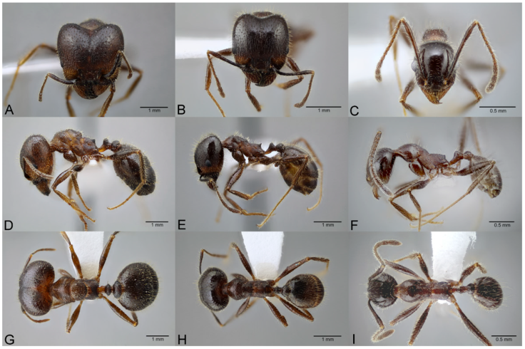 The genus Pheidole (Hymenoptera: Formicidae: Myrmicinae) in Puebla, Mexico
