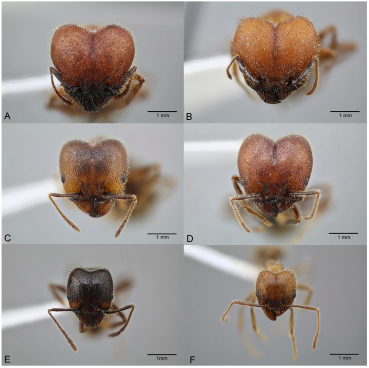 The genus Pheidole (Hymenoptera: Formicidae: Myrmicinae) in Puebla, Mexico