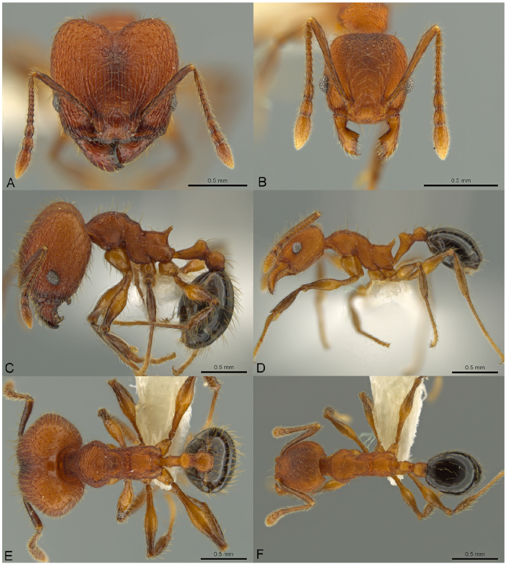 The genus Pheidole (Hymenoptera: Formicidae: Myrmicinae) in Puebla, Mexico