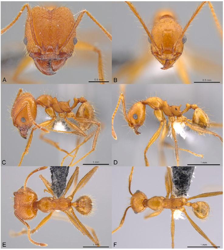 The genus Pheidole (Hymenoptera: Formicidae: Myrmicinae) in Puebla, Mexico