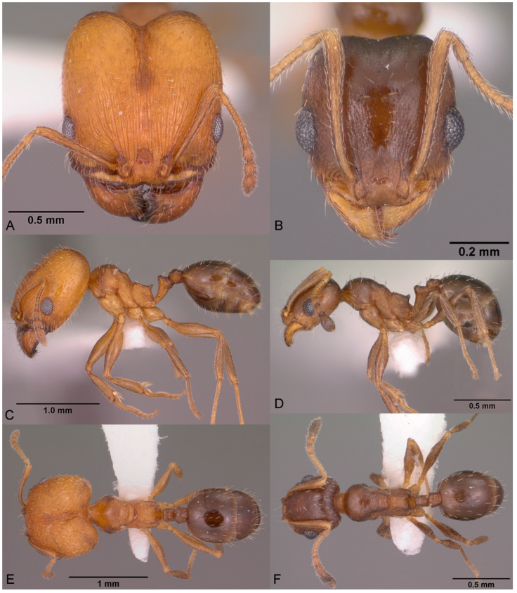 The genus Pheidole (Hymenoptera: Formicidae: Myrmicinae) in Puebla, Mexico
