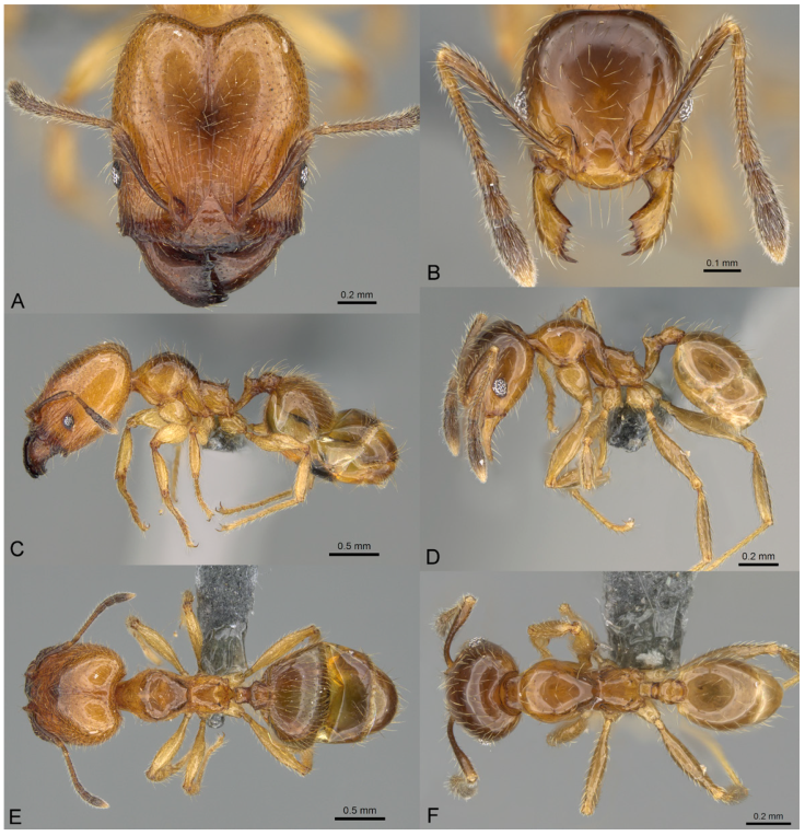 The genus Pheidole (Hymenoptera: Formicidae: Myrmicinae) in Puebla, Mexico