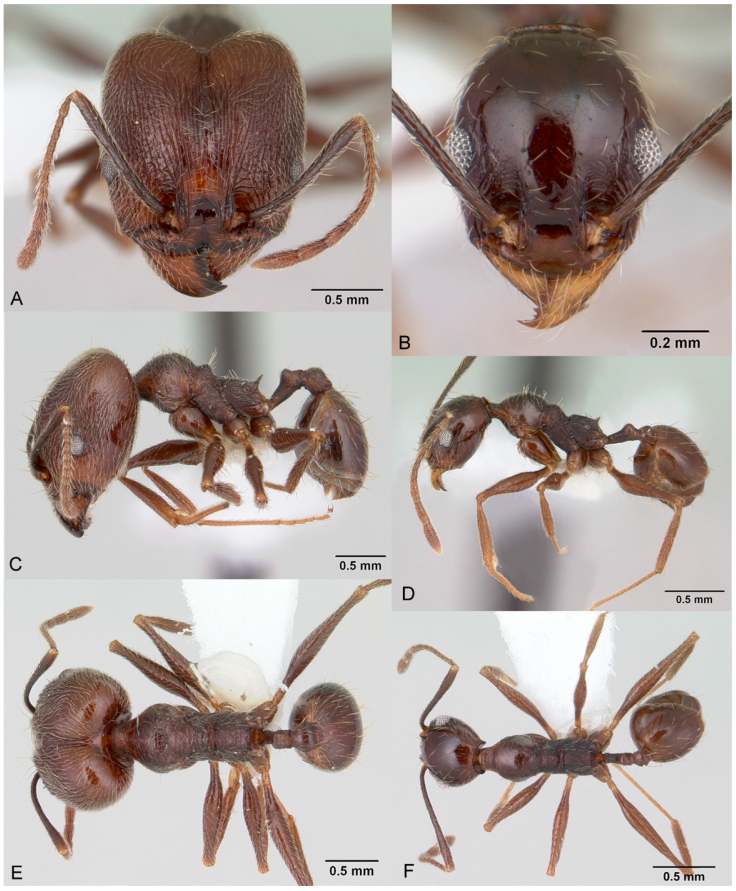 The genus Pheidole (Hymenoptera: Formicidae: Myrmicinae) in Puebla, Mexico