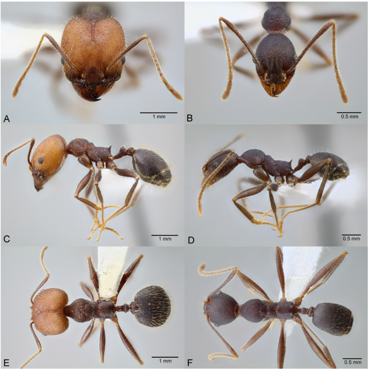 The genus Pheidole (Hymenoptera: Formicidae: Myrmicinae) in Puebla, Mexico