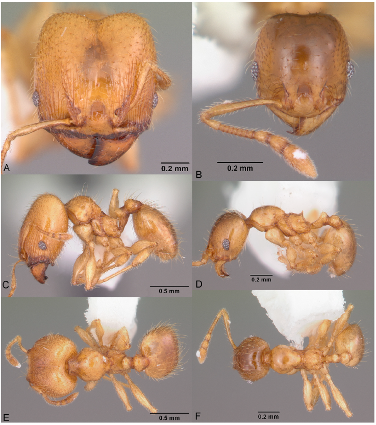 The genus Pheidole (Hymenoptera: Formicidae: Myrmicinae) in Puebla, Mexico