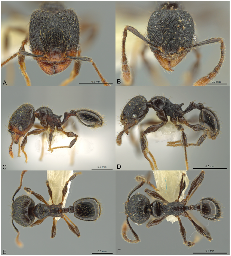 The genus Pheidole (Hymenoptera: Formicidae: Myrmicinae) in Puebla, Mexico
