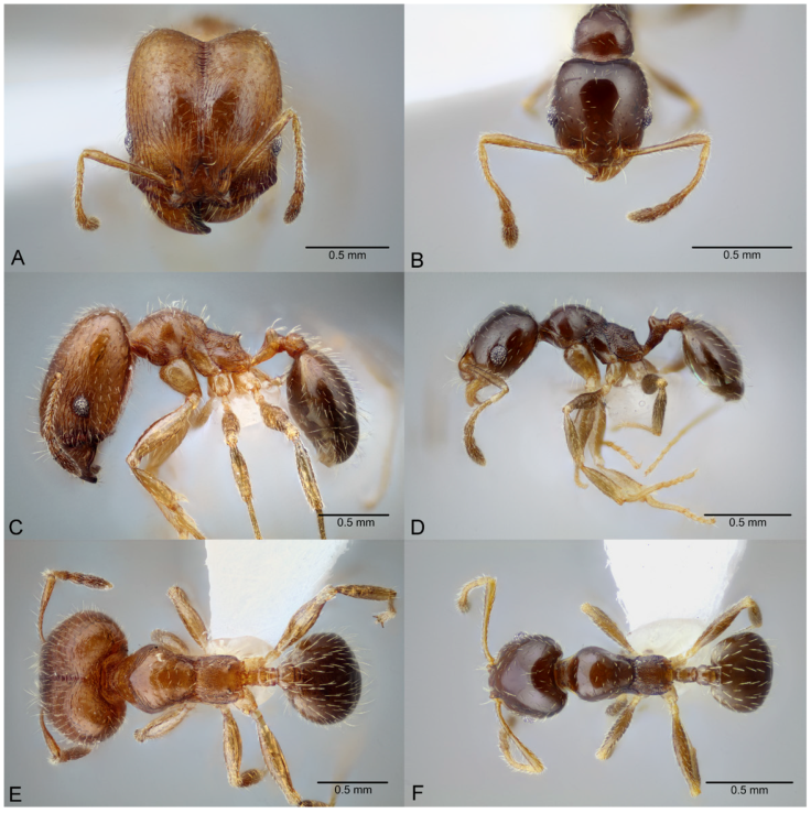 The genus Pheidole (Hymenoptera: Formicidae: Myrmicinae) in Puebla, Mexico