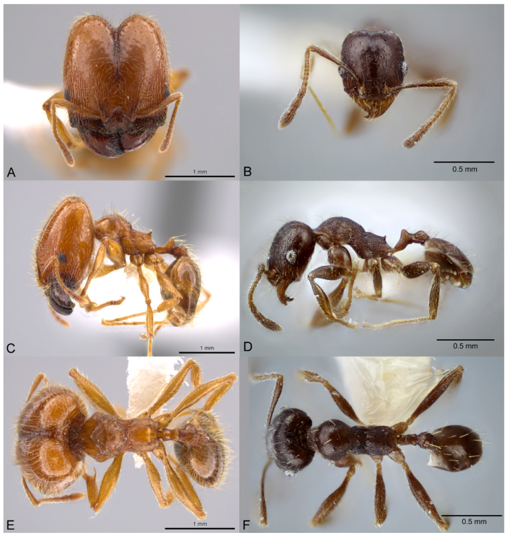 The genus Pheidole (Hymenoptera: Formicidae: Myrmicinae) in Puebla, Mexico