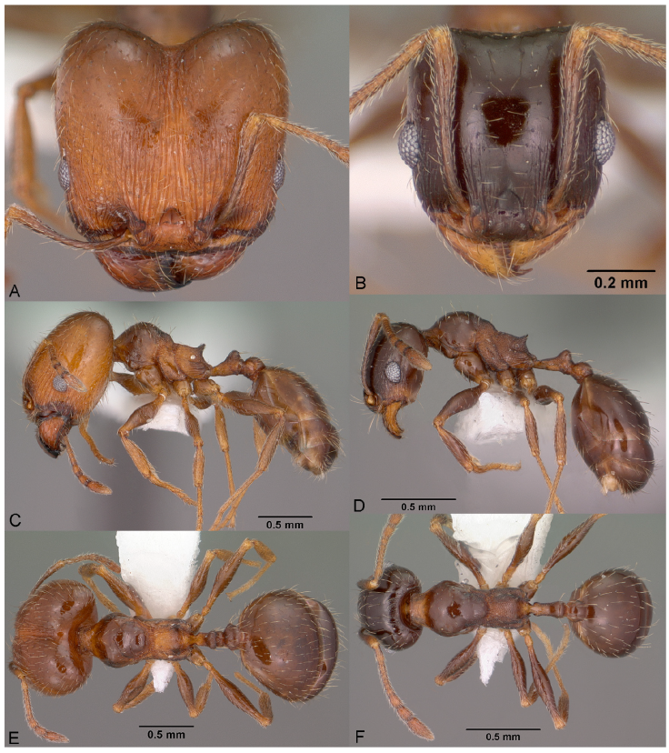 The genus Pheidole (Hymenoptera: Formicidae: Myrmicinae) in Puebla, Mexico