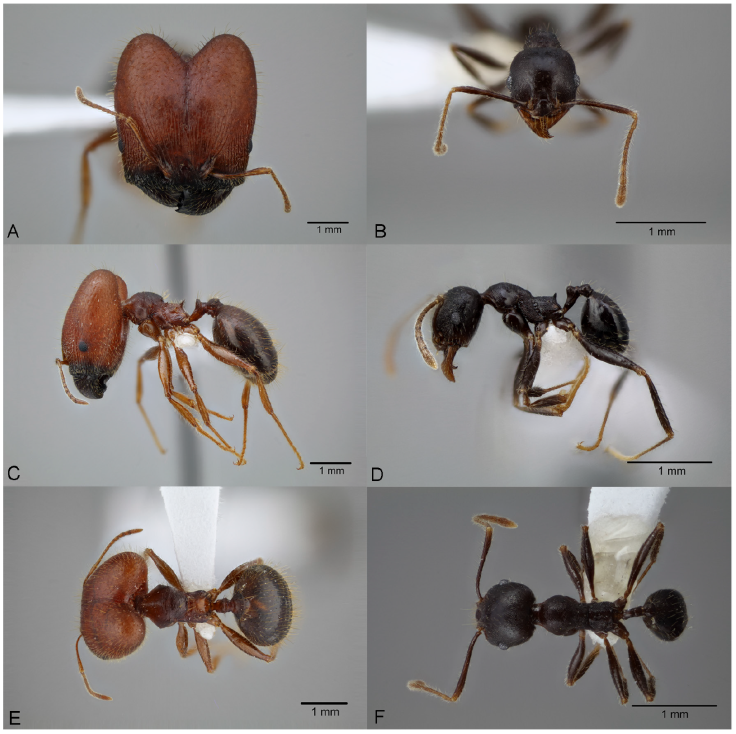 The genus Pheidole (Hymenoptera: Formicidae: Myrmicinae) in Puebla, Mexico