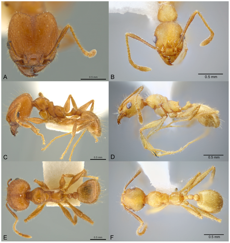 The genus Pheidole (Hymenoptera: Formicidae: Myrmicinae) in Puebla, Mexico