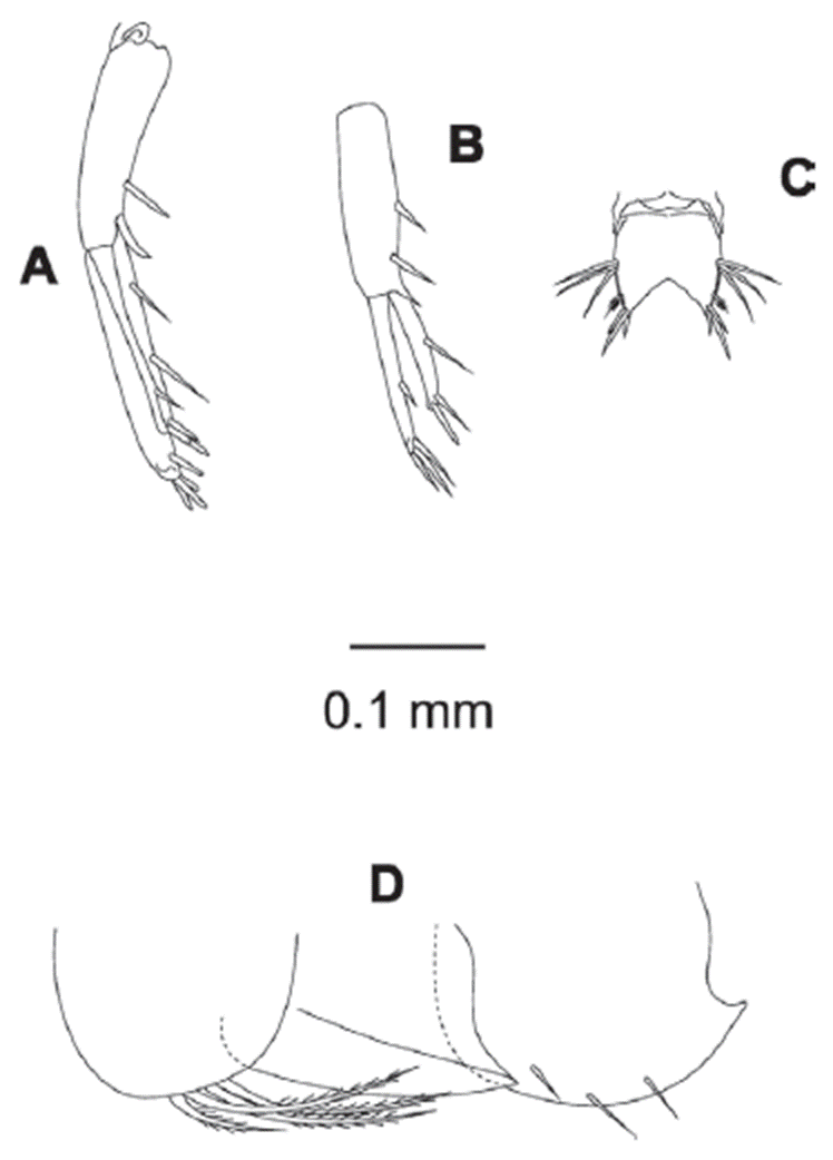 A new species of the genus Eudevenopus (Crustacea: Amphipoda ...