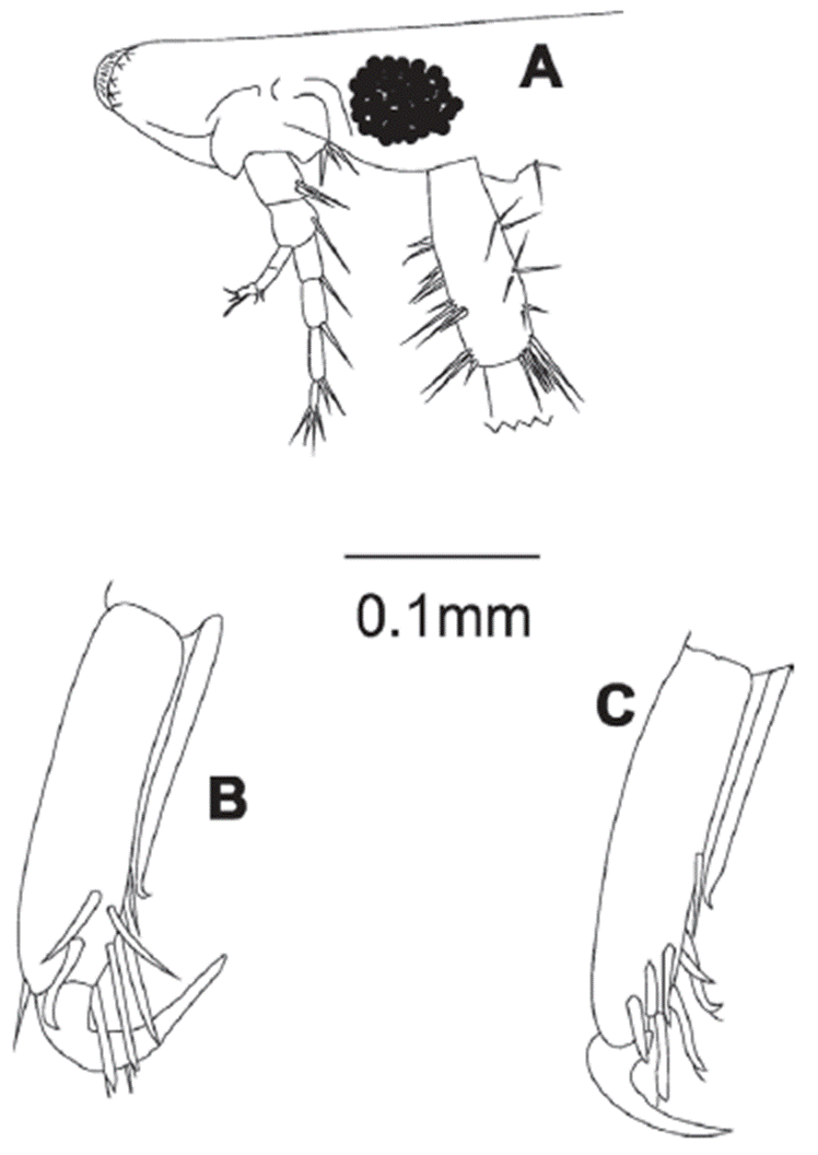 A new species of the genus Eudevenopus (Crustacea: Amphipoda ...