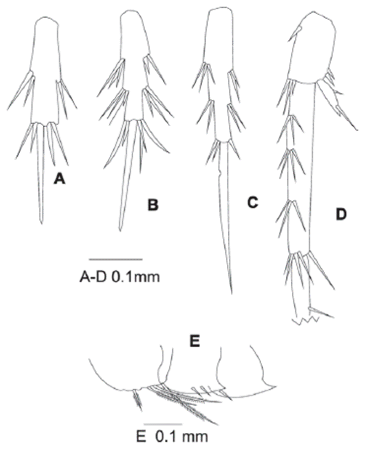 A new species of the genus Eudevenopus (Crustacea: Amphipoda ...