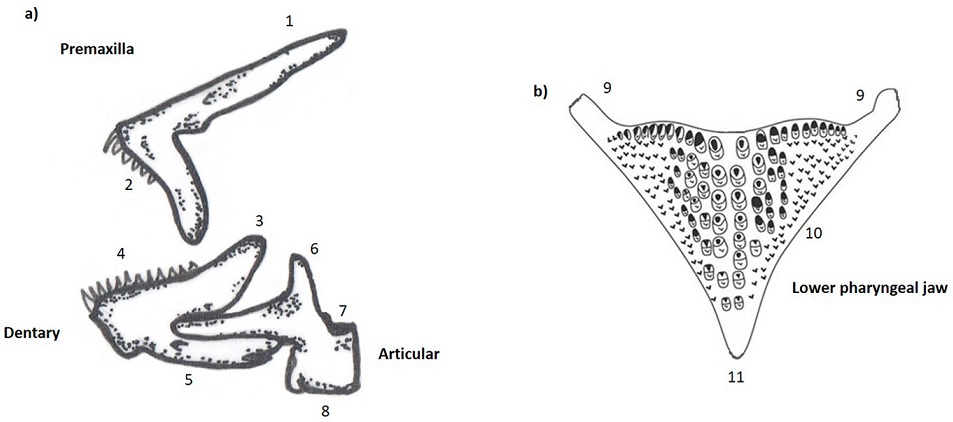 Geometric morphometric comparison of the oral and lower pharyngeal jaws ...