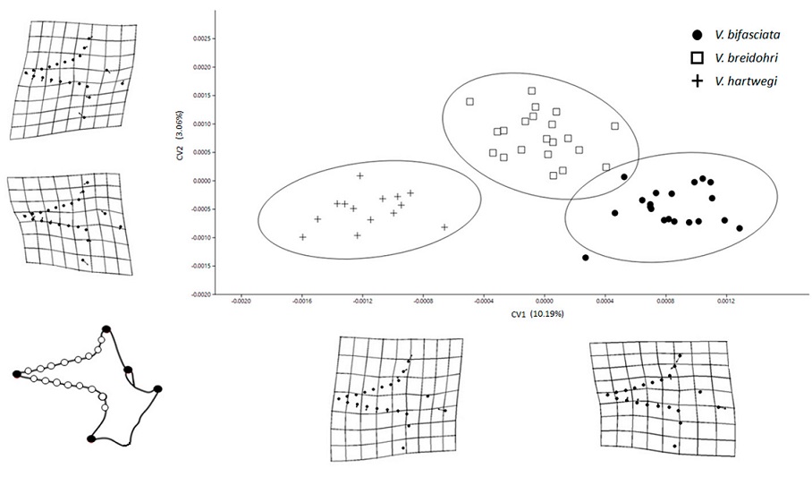 Geometric morphometric comparison of the oral and lower pharyngeal jaws ...