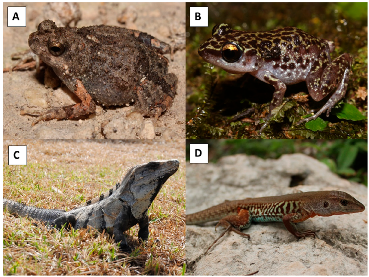 Herpetological diversity in Calakmul, Campeche, Mexico: species list ...