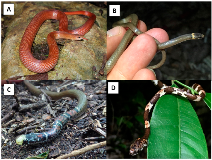 Herpetological diversity in Calakmul, Campeche, Mexico: species list ...