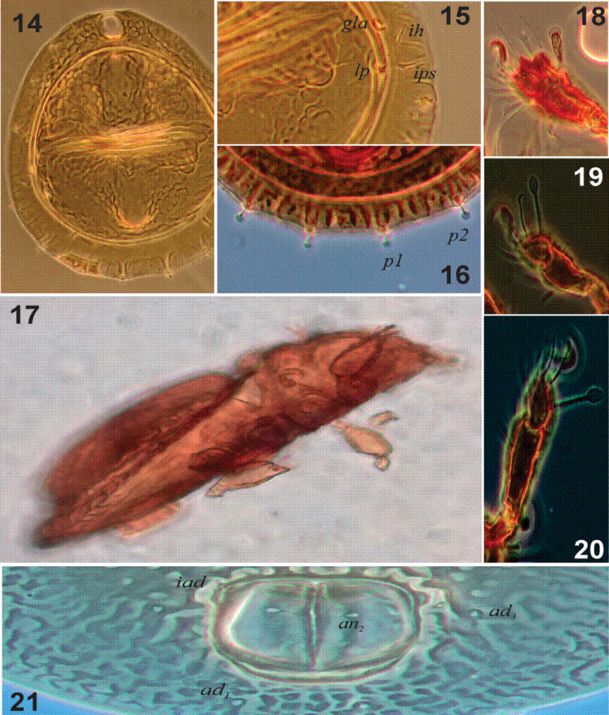 Los ácaros del género Scapheremaeus (Oribatei: Cymbaeremaeidae) en Los ...