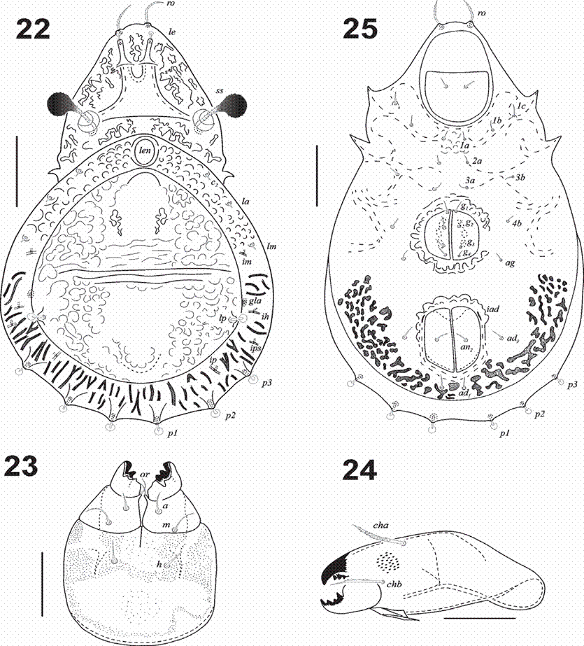 Los ácaros del género Scapheremaeus (Oribatei: Cymbaeremaeidae) en Los ...