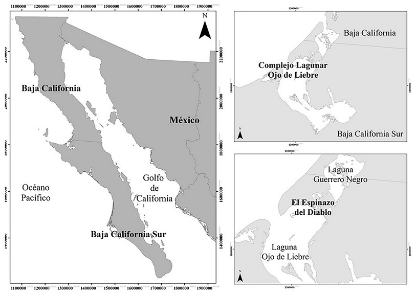 Distribución temporal y uso de hábitat de tortugas negras (Chelonia ...