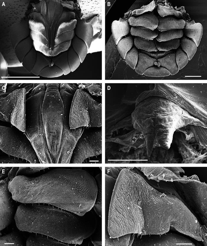 Redescription of Venezillo stuckchensis (Crustacea: Oniscidea ...