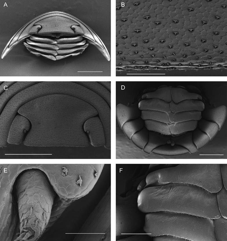 Redescription of Venezillo stuckchensis (Crustacea: Oniscidea ...