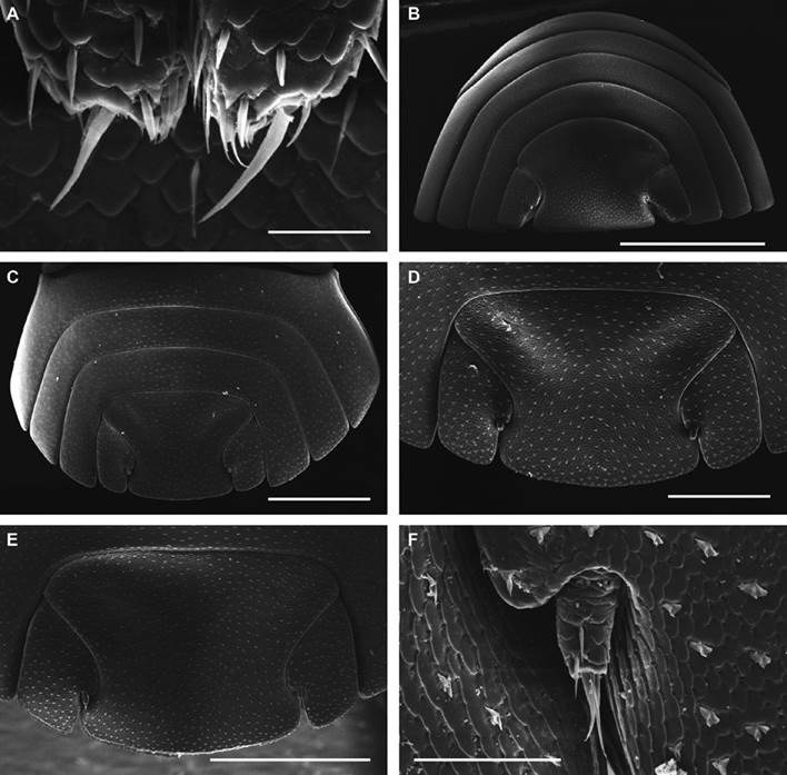 Redescription of Venezillo stuckchensis (Crustacea: Oniscidea ...