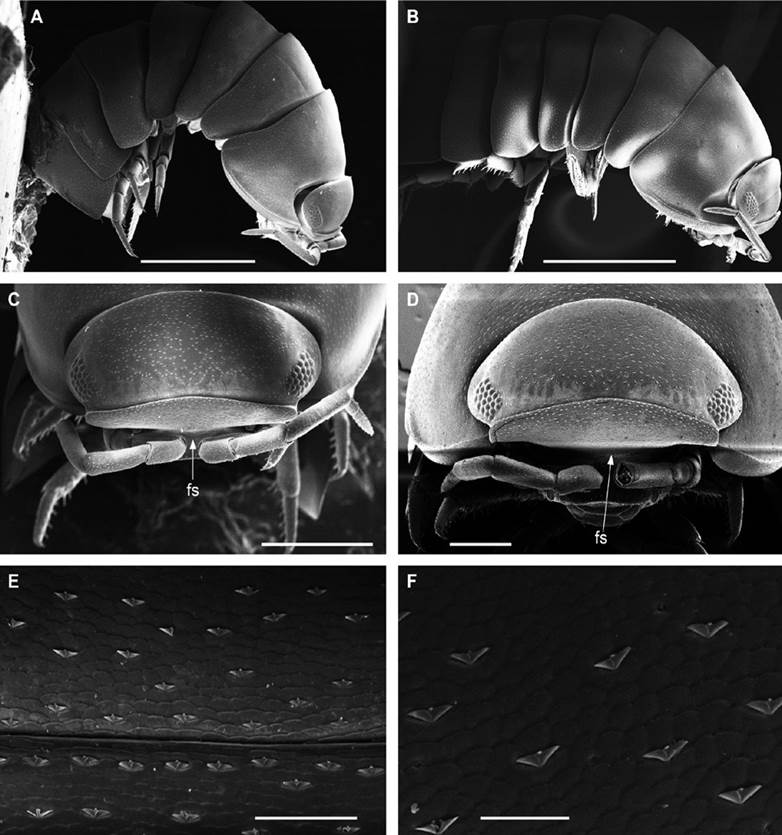 Redescription of Venezillo stuckchensis (Crustacea: Oniscidea ...