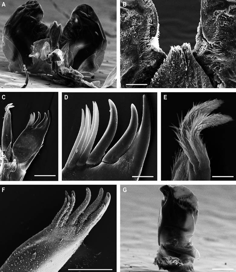 Redescription of Venezillo stuckchensis (Crustacea: Oniscidea ...