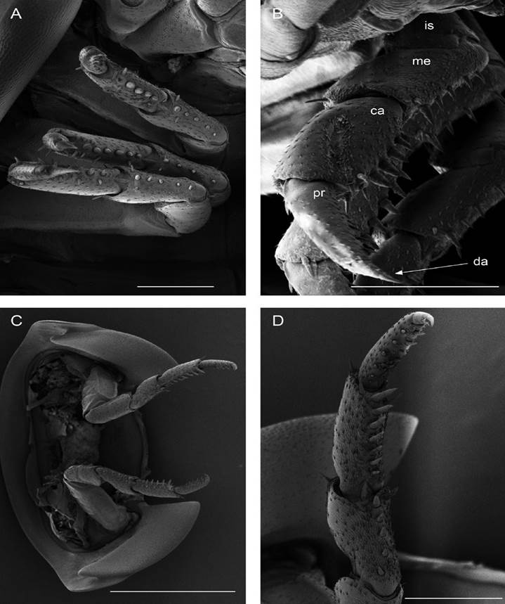 Redescription of Venezillo stuckchensis (Crustacea: Oniscidea ...