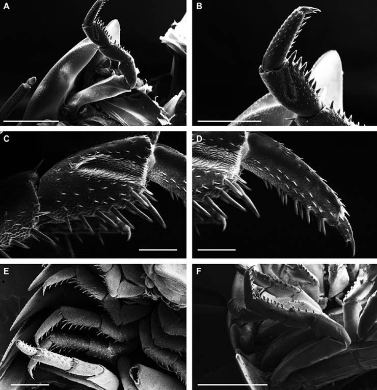 Redescription of Venezillo stuckchensis (Crustacea: Oniscidea ...