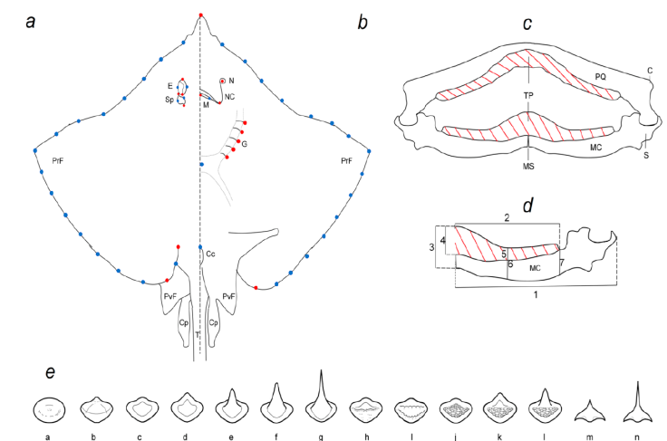 Evolutionary ecomorphology of select species of rays distributed in the ...